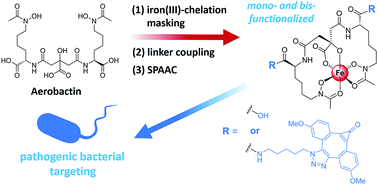 Utilizing an iron(iii)-chelation masking strategy to prepare mono- and ...