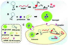A cancer cell specific targeting nanocomplex for combination of mRNA ...