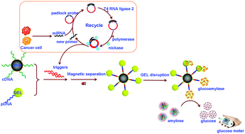Liposome-encoded magnetic beads initiated by padlock exponential ...