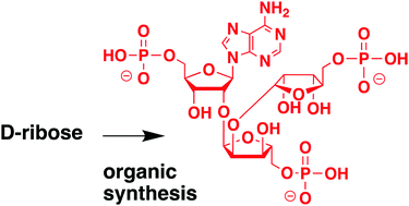 Synthesis of ribosyl-ribosyl-adenosine-5′,5′′,5′′′(triphosphate)—the ...