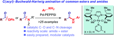 Pd–PEPPSI: a general Pd–NHC precatalyst for Buchwald–Hartwig cross ...