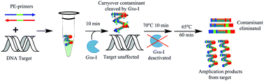 A novel method to control carryover contamination in isothermal nucleic ...