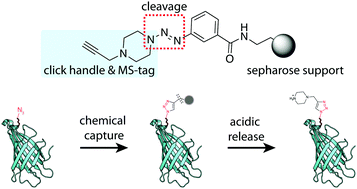 Target and identify: triazene linker helps identify azidation sites of ...