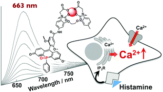 A far-red fluorescent probe based on a phospha-fluorescein scaffold for ...