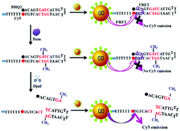 Advances in single quantum dot-based nanosensors - Chemical ...