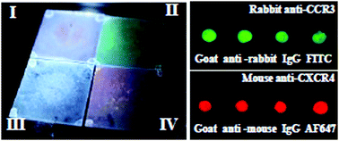 A two-color fluorescence enhanced dot-blot assay for revealing co ...