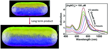 The evolution of size, shape, and surface morphology of gold nanorods ...
