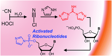 Synthesis of imidazole-activated ribonucleotides using cyanogen ...
