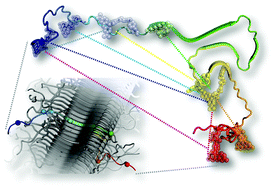 Fluorescence spectroscopy reveals N-terminal order in fibrillar forms ...