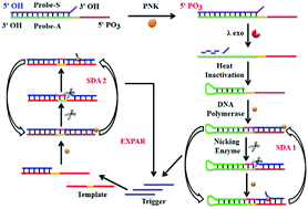 Label-free and ultrasensitive detection of polynucleotide kinase ...
