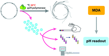 Isothermal multiple displacement amplification of DNA templates in ...