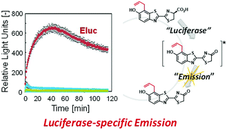 An allylated firefly luciferin analogue with luciferase specific ...