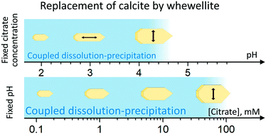 Influence of pH and citrate on the formation of oxalate layers on ...