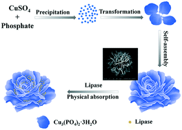 Pure copper phosphate nanostructures with controlled growth: a ...
