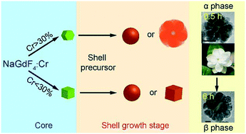 Impurity induced controlled growth of a NaGdF4 nanostructure by a core ...