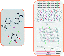 Structures and phase transitions in neat 4,4′-di-tert-butyl-2,2′-bipyridyl and in its molecular ...