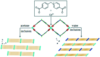 Pseudopolymorphism based on 1D metallacyclic chains constructed from an ...