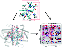 Interfacial water effect on cooperativity and signal communication in ...