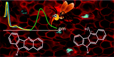 Cryptolepine and quindoline: understanding their photophysics ...