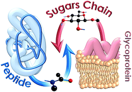 Sugar–peptidic bond interactions: spectroscopic characterization of a ...