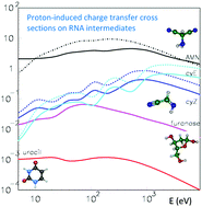 Theoretical investigation of proton collisions on prebiotic candidates ...