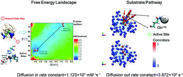 Kinetics of CO2 diffusion in human carbonic anhydrase: a study using ...