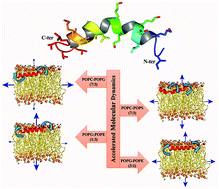 Accelerated molecular dynamics simulation analysis of MSI-594 in a ...