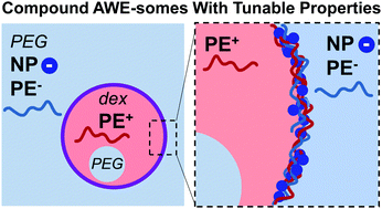 Tuning interfacial complexation in aqueous two phase systems with ...