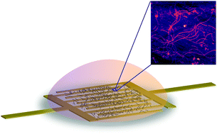 Geobacter sulfurreducens pili support ohmic electronic conduction in ...