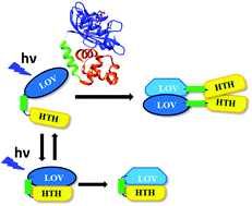Photoinduced dimerization of a photosensory DNA-binding protein EL222 ...
