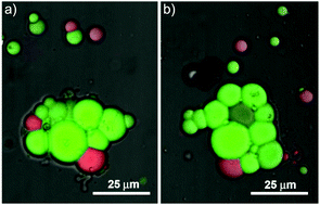 Vesicle aggregates as a model for primitive cellular assemblies ...