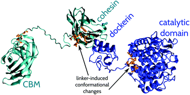 The length but not the sequence of peptide linker modules exerts the ...