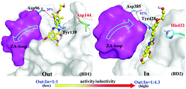 Deciphering the mechanisms of selective inhibition for the tandem BD1 ...