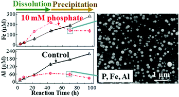 Effects of phosphate on biotite dissolution and secondary precipitation ...