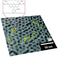 Diffusion of single dye molecules in hydrated TiO2 mesoporous films ...