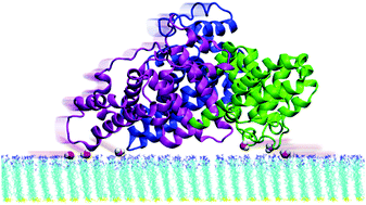 Spontaneous protein desorption from self-assembled monolayer (SAM ...