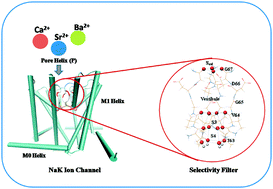 Divalent ions are potential permeating blockers of the non-selective ...