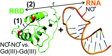 Spin labelling for integrative structure modelling: a case study of the ...