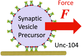 Non-invasive force measurement reveals the number of active kinesins on ...