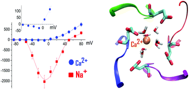 On the selectivity of the NaChBac channel: an integrated computational ...