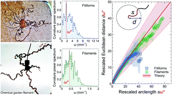 Filament dynamics in confined chemical gardens and in filiform ...