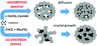 The mechanism of catalase loading into porous vaterite CaCO3 crystals ...