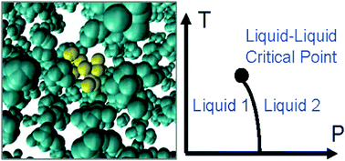 Nuclear quantum effects on the liquid–liquid phase transition of a ...