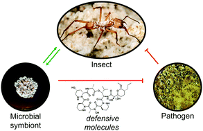 Defense contracts: molecular protection in insect-microbe symbioses ...