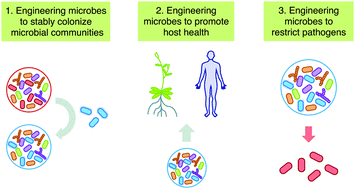 Engineering chemical interactions in microbial communities - Chemical ...