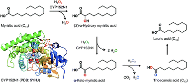 α-Oxidative decarboxylation of fatty acids catalysed by cytochrome P450 ...