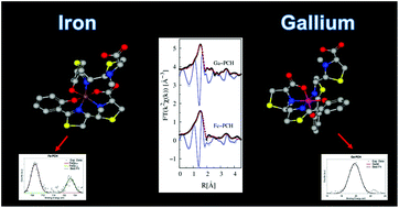 Understanding the biomimetic properties of gallium in Pseudomonas ...