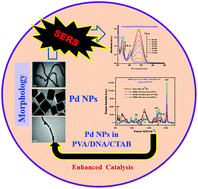 Morphology dependent catalysis and surface enhanced Raman scattering ...