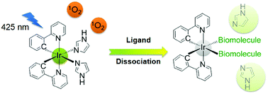 Iridium(iii) complexes with five-membered heterocyclic ligands for ...