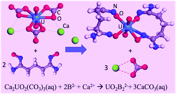 Displacement of carbonates in Ca2UO2(CO3)3 by amidoxime-based ligands ...